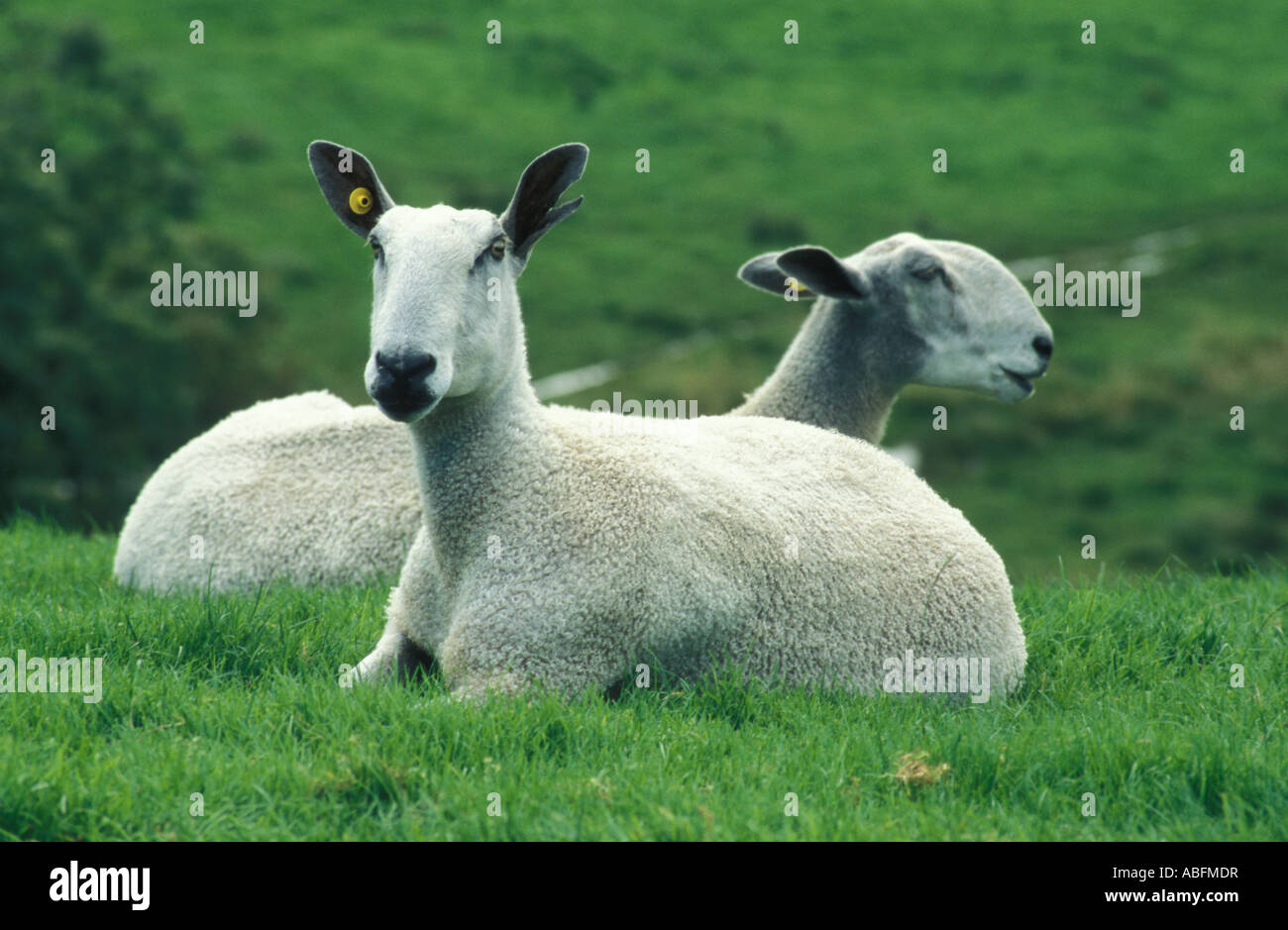 Leicester blue face sheep hi-res stock photography and images - Alamy