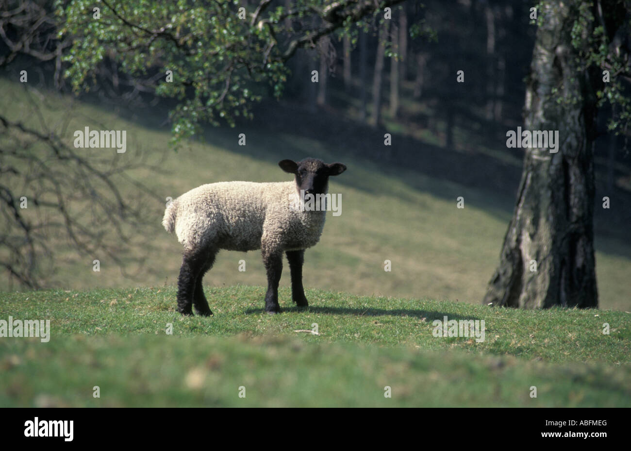 blackfaced lamb standing in field by edge of forest, Peak District ...