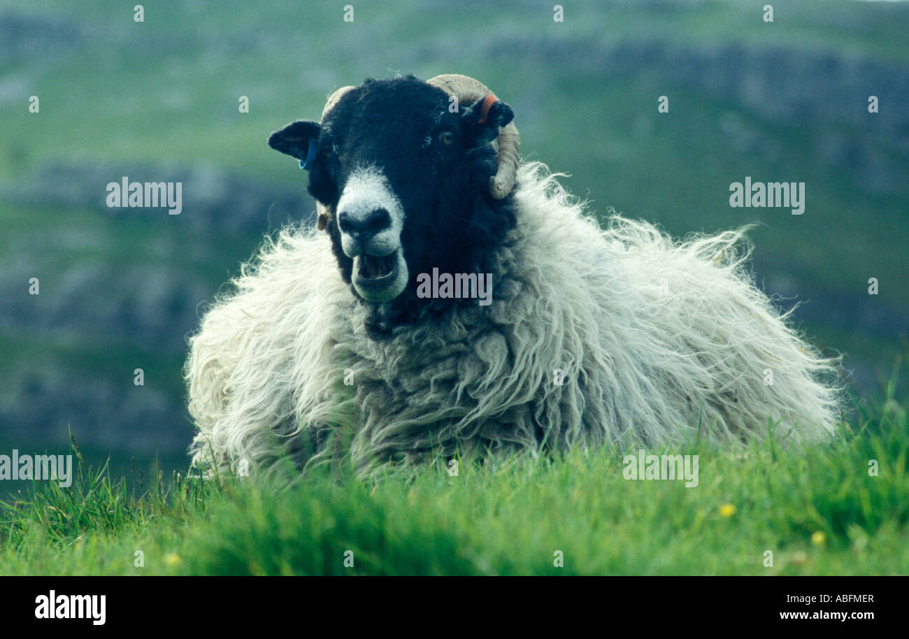 portrait Swaledale ewe sitting in Field Stock Photo - Alamy