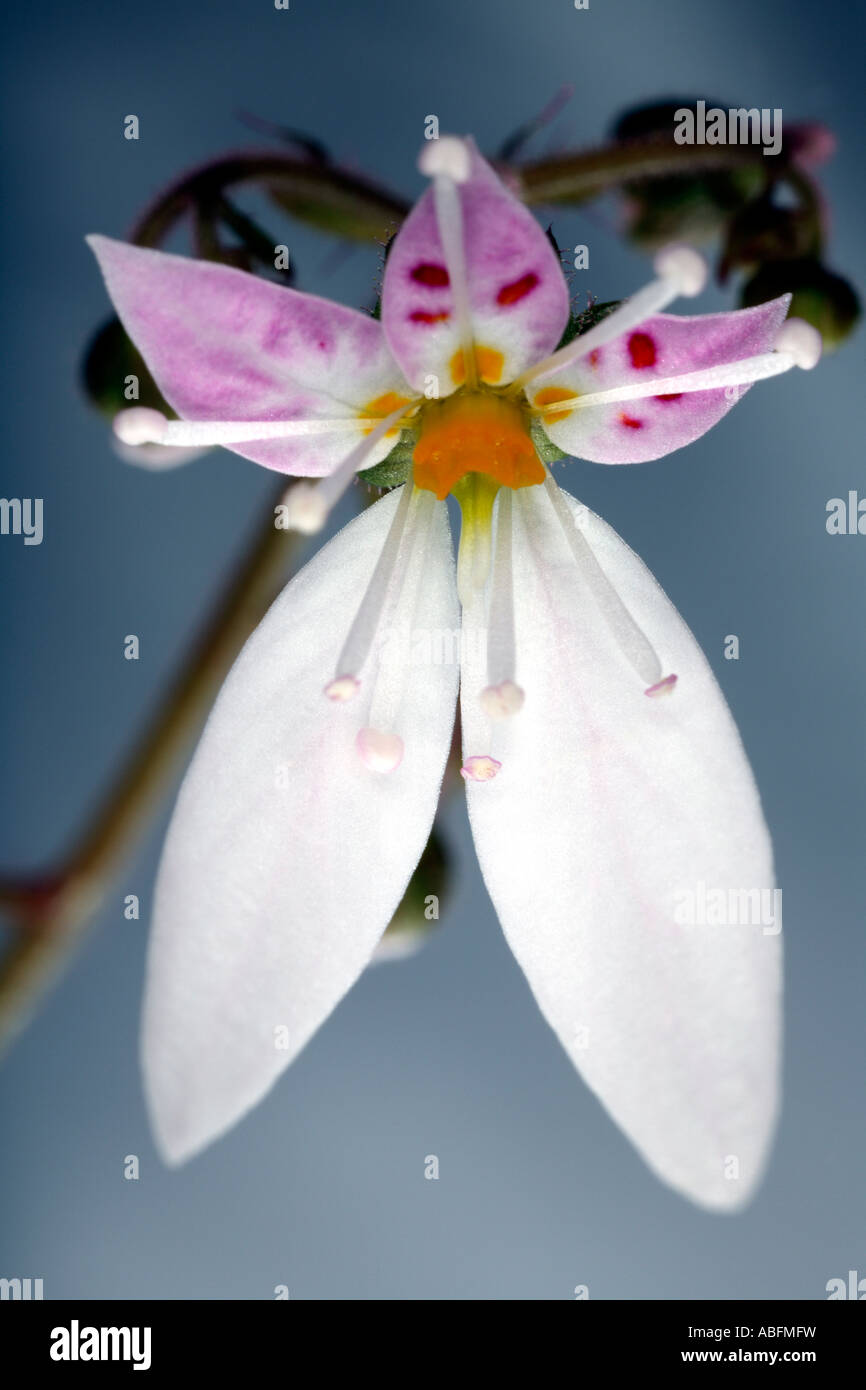 Saxifraga Stolonifera High Resolution Stock Photography and Images - Alamy