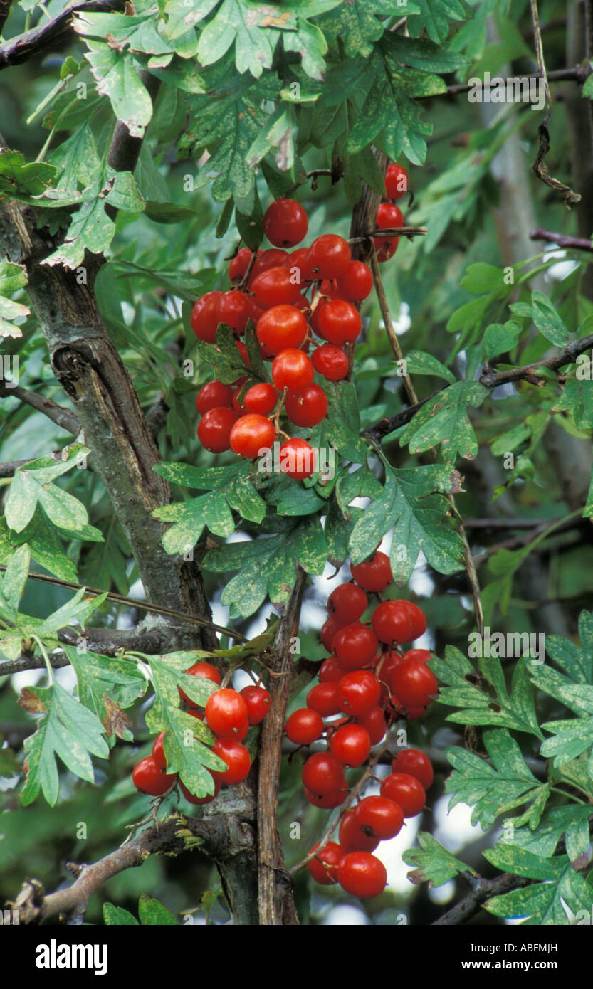 wild hawthorn berries on bush Stock Photo - Alamy