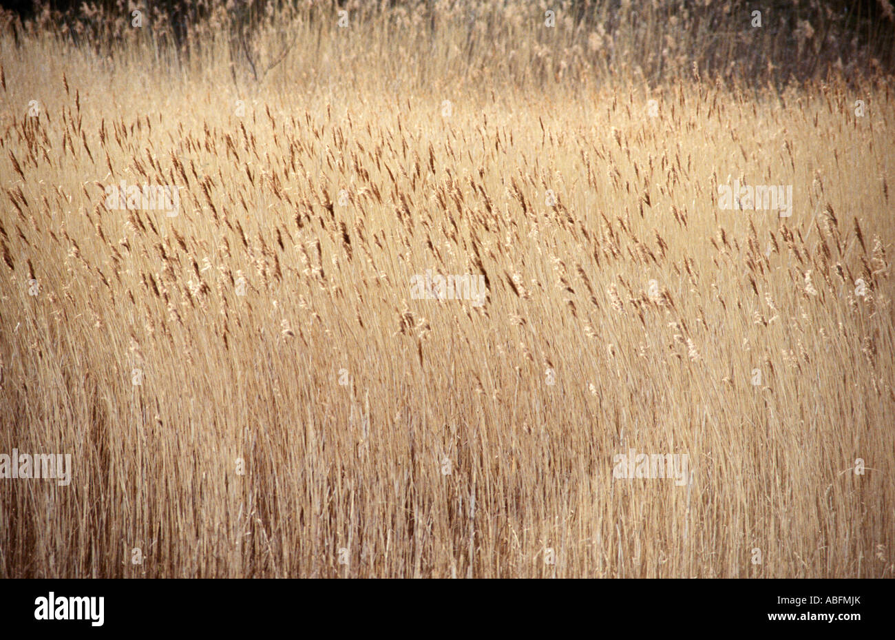 Plant grasses hi-res stock photography and images - Alamy