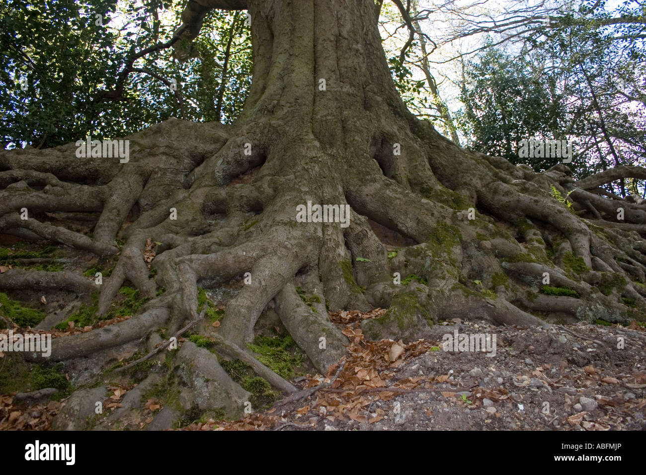 Mangled tree roots emerging from eroding hedge Stock Photo - Alamy