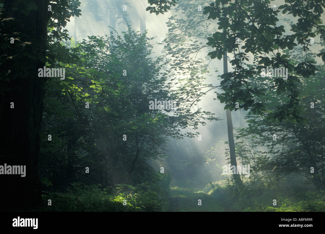 Sun beams between trees hi-res stock photography and images - Alamy