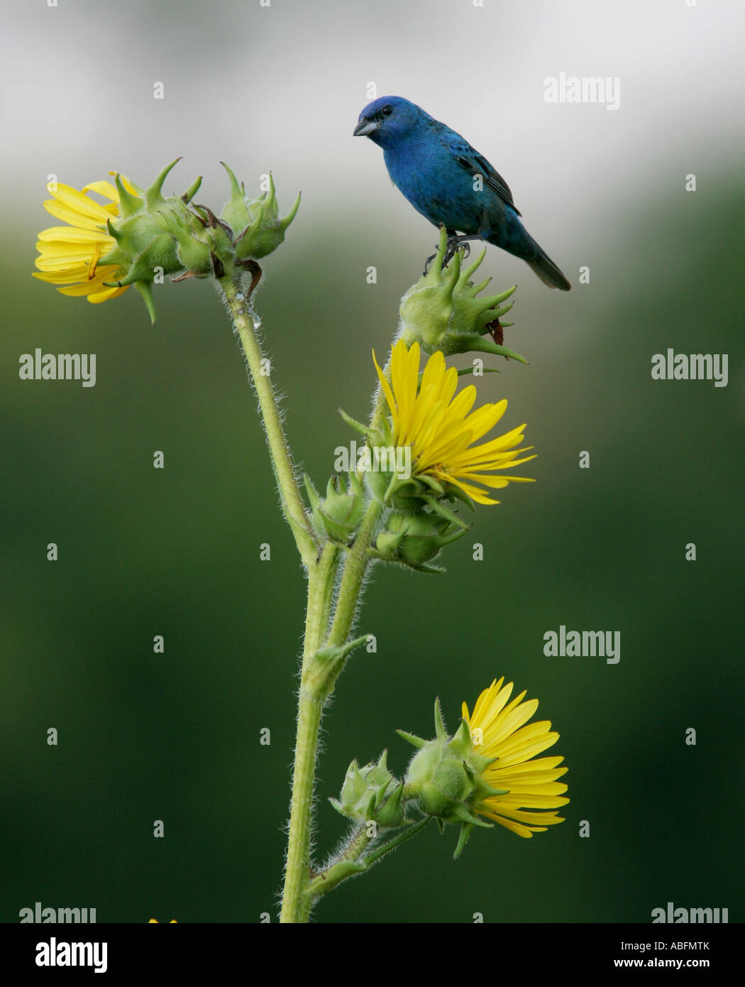 indigo bunting singing songbird colorful song bird prairie flower ...