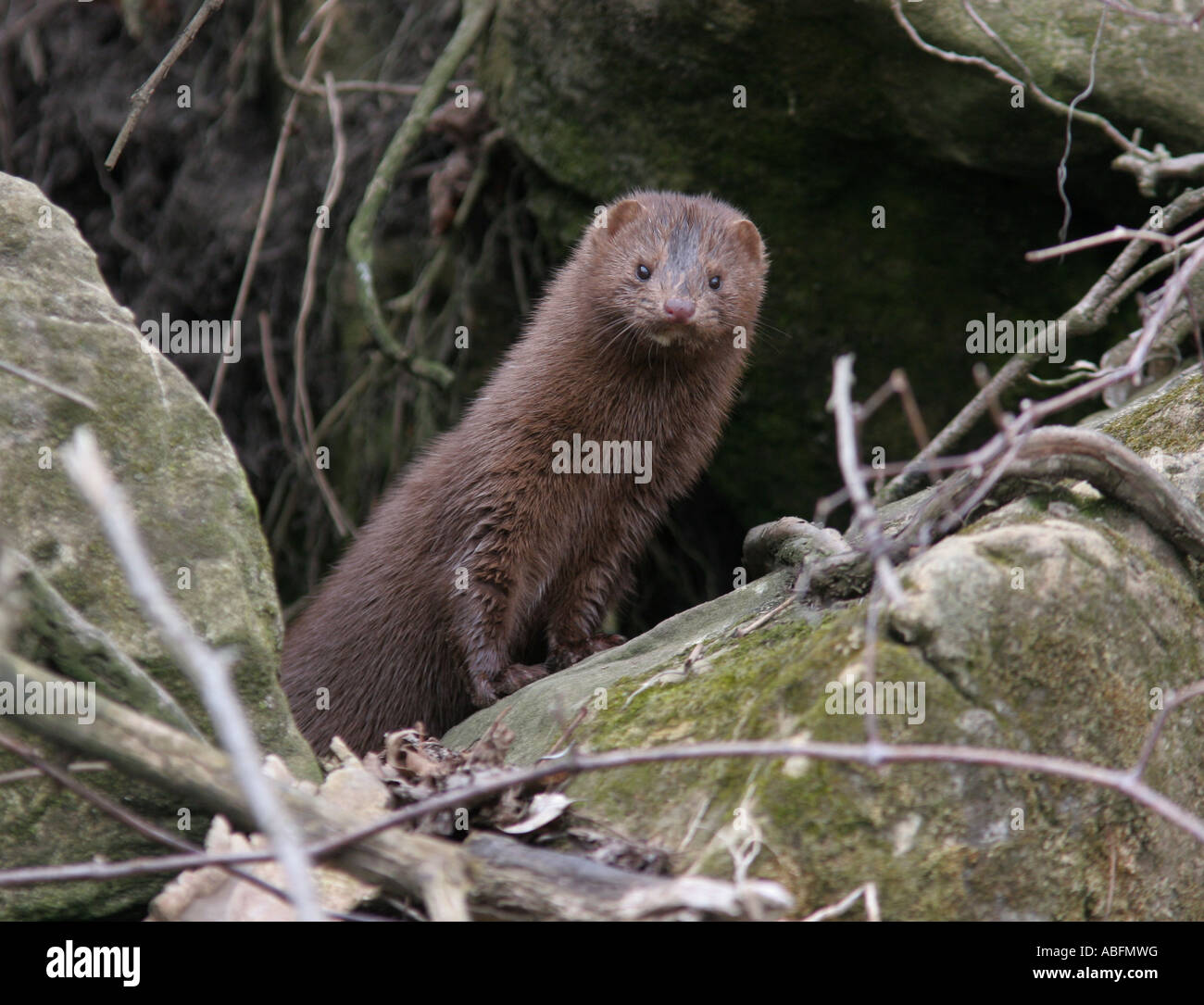 american mink mammal ohio lake marsh pond predator hunter hunt hunting ...