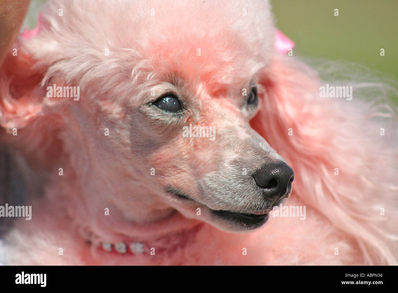 Dyed poodle hi-res stock photography and images - Alamy