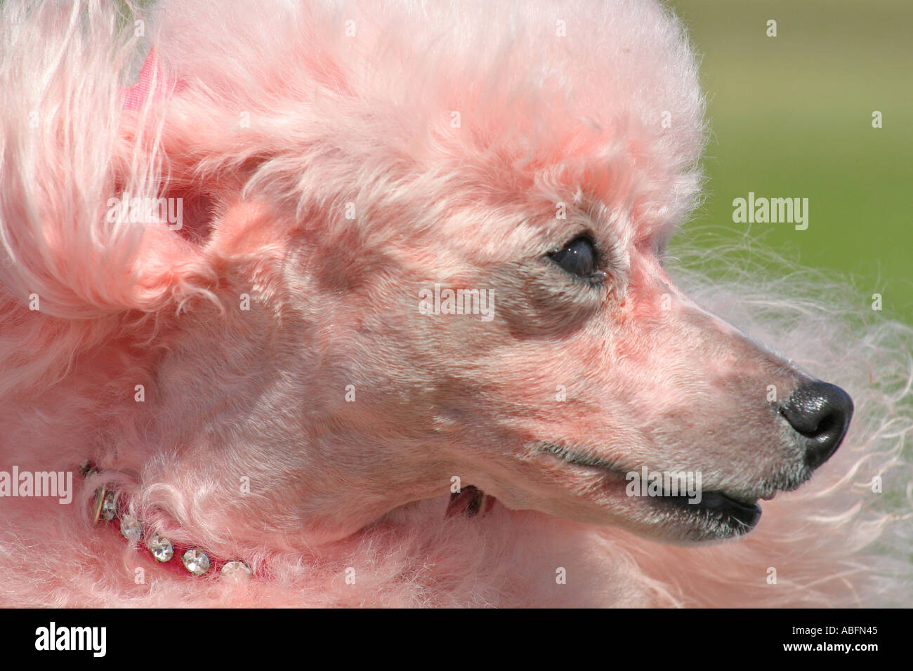 Profile of pink fluffy poodle dog Stock Photo - Alamy