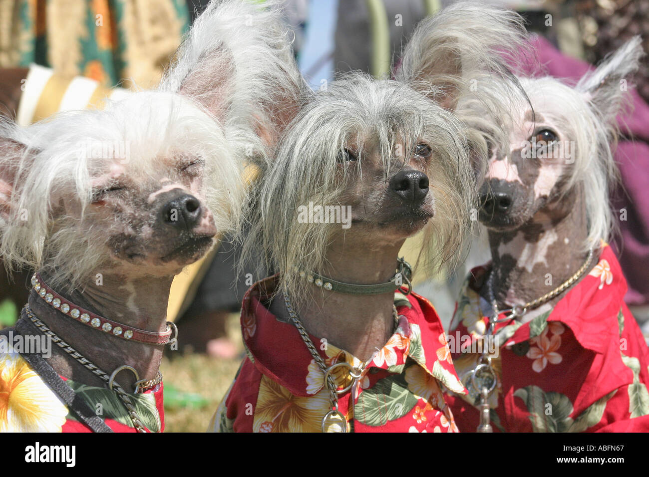 Groups of Powder Puff Chinese Crested dog with costumes Stock Photo - Alamy