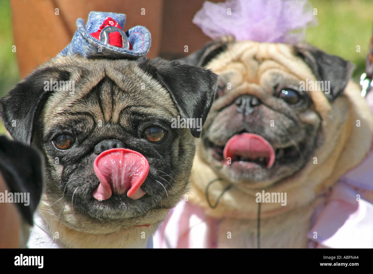 Two pug dogs with tongues sticking out Stock Photo - Alamy
