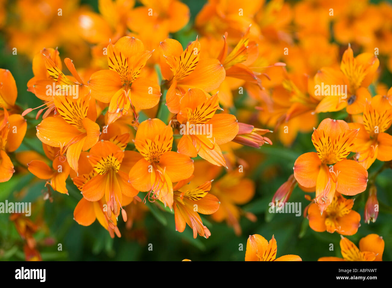 Golden lily of the incas alstroemeria aurea hi-res stock photography ...