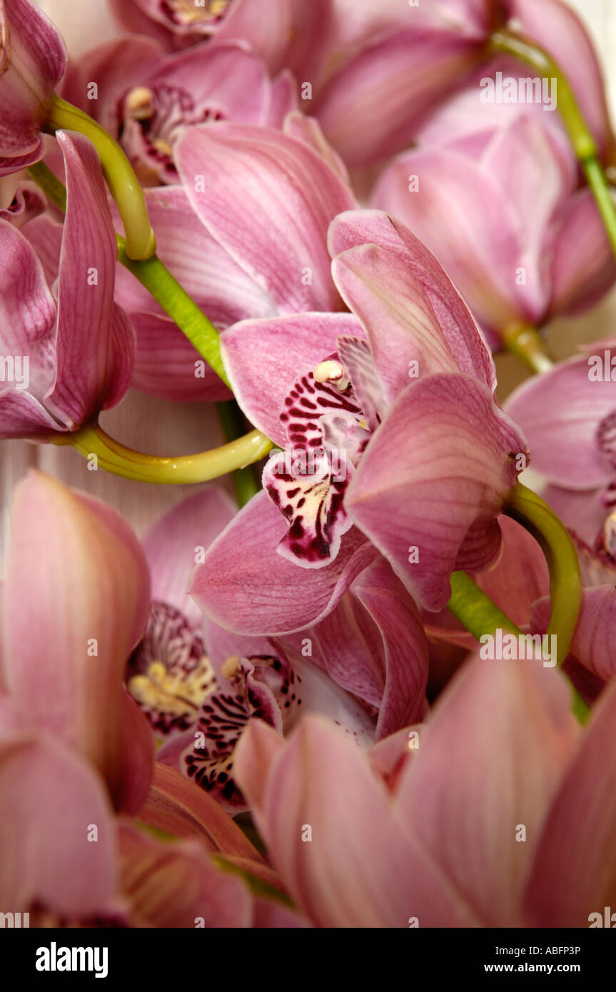 A close up of Cymbidium Orchid flowers Stock Photo - Alamy