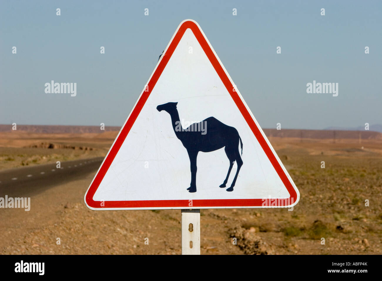 Camel crossing triangular warning highway sign desert Morocco Stock ...