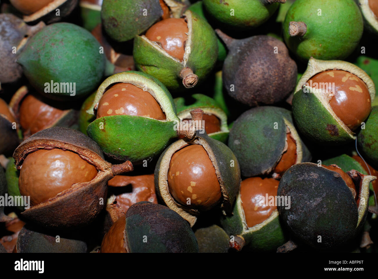 Macadamia nuts drying Stock Photo - Alamy
