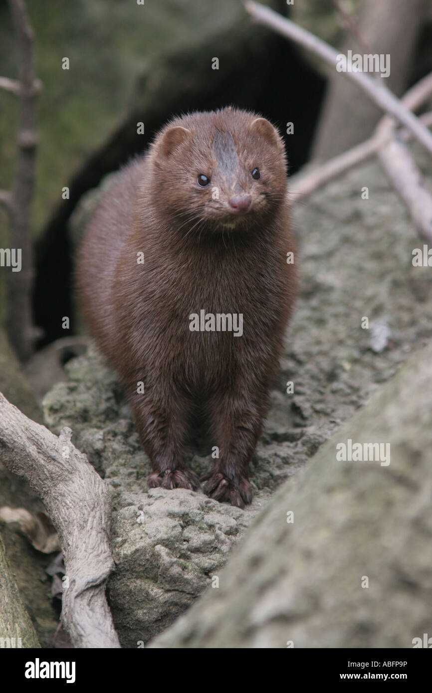 american mink mammal Stock Photo - Alamy