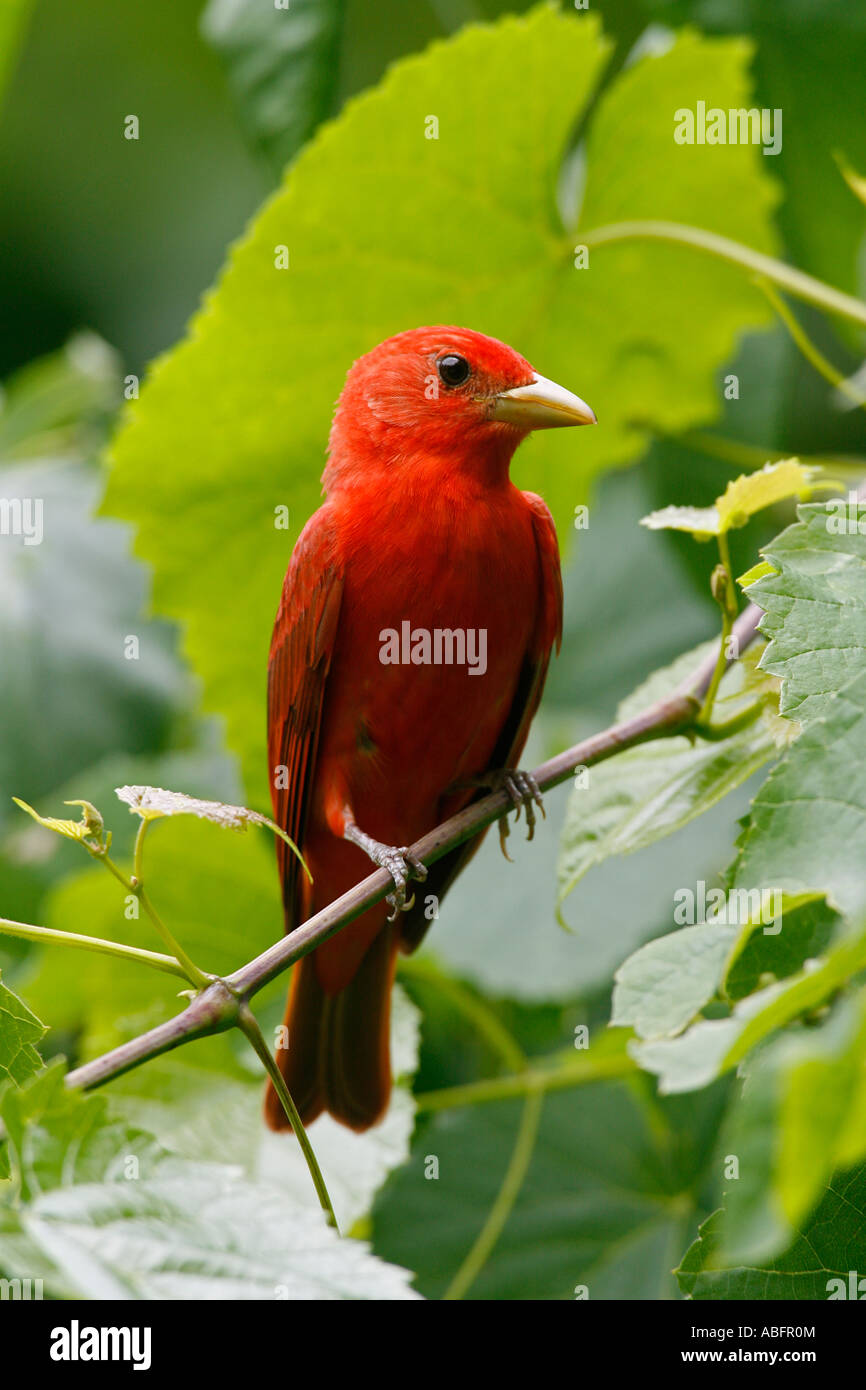 Tanager hi-res stock photography and images - Alamy