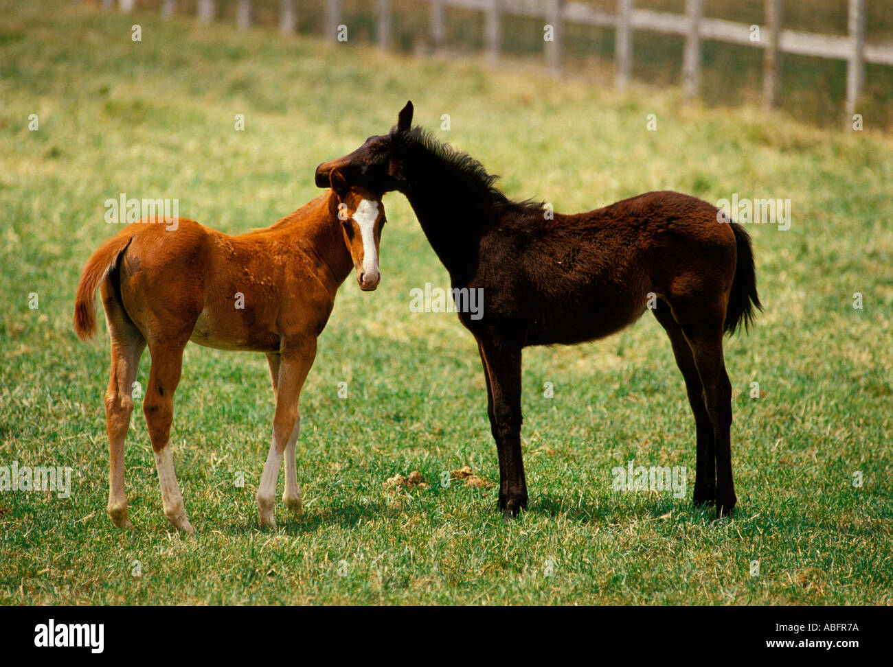 Two foals nuzzle each other in a pasture Stock Photo - Alamy