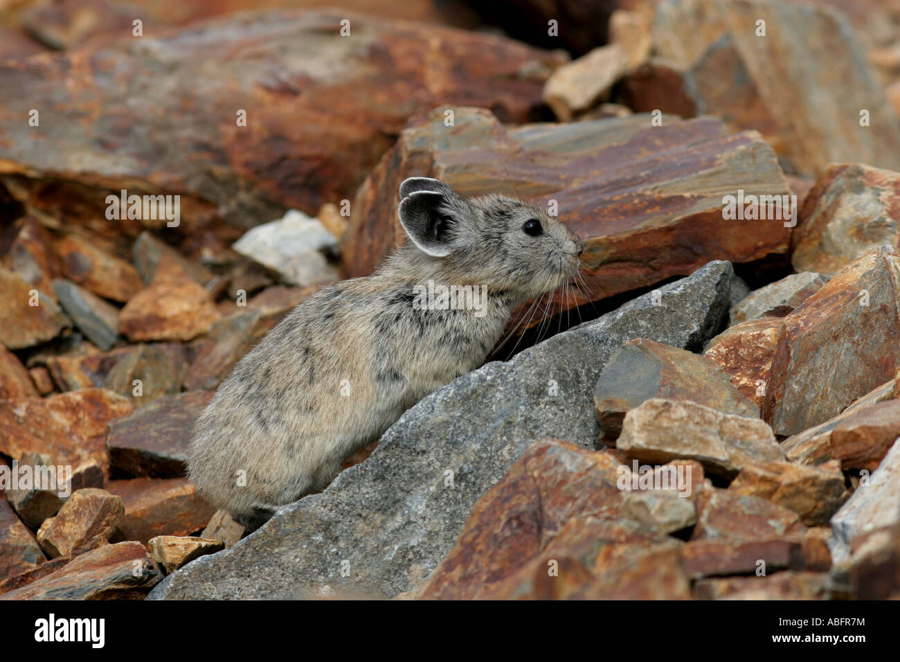 pika sequoia national park california Stock Photo - Alamy