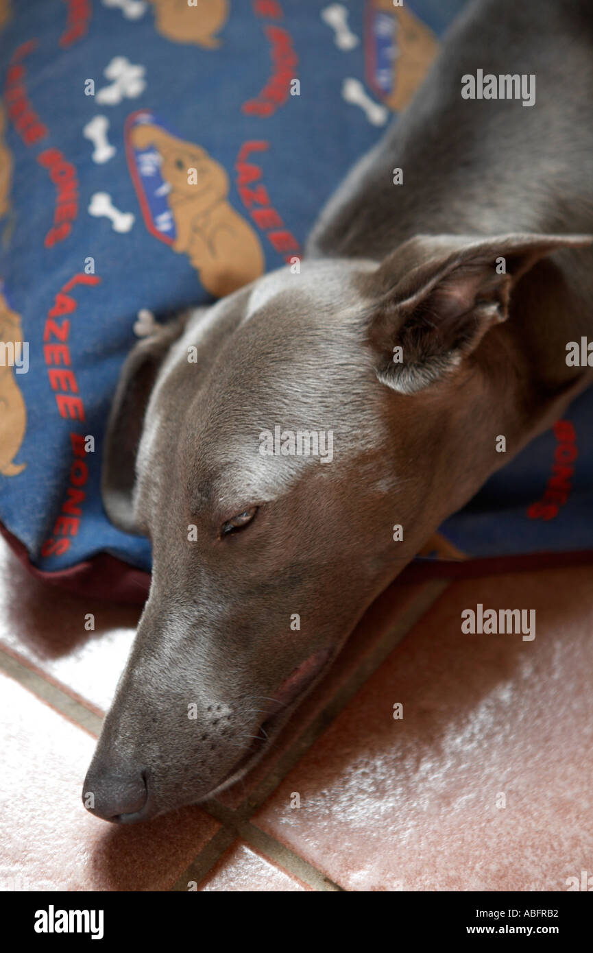 Sleeping whippet hi-res stock photography and images - Alamy