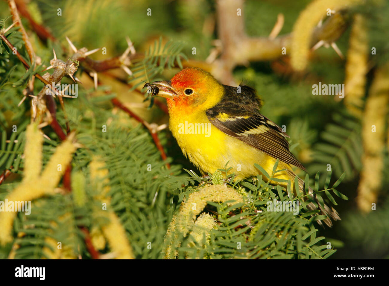 Western Tanager High Resolution Stock Photography and Images - Alamy