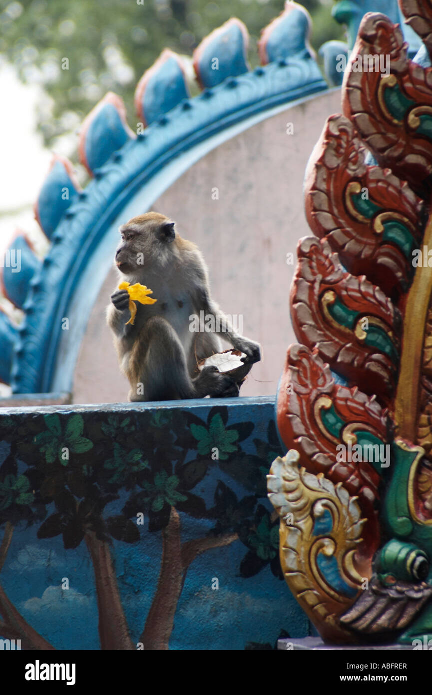 Macaques Monkey eating coconut at Batu Caves temple Kuala Lumpur ...