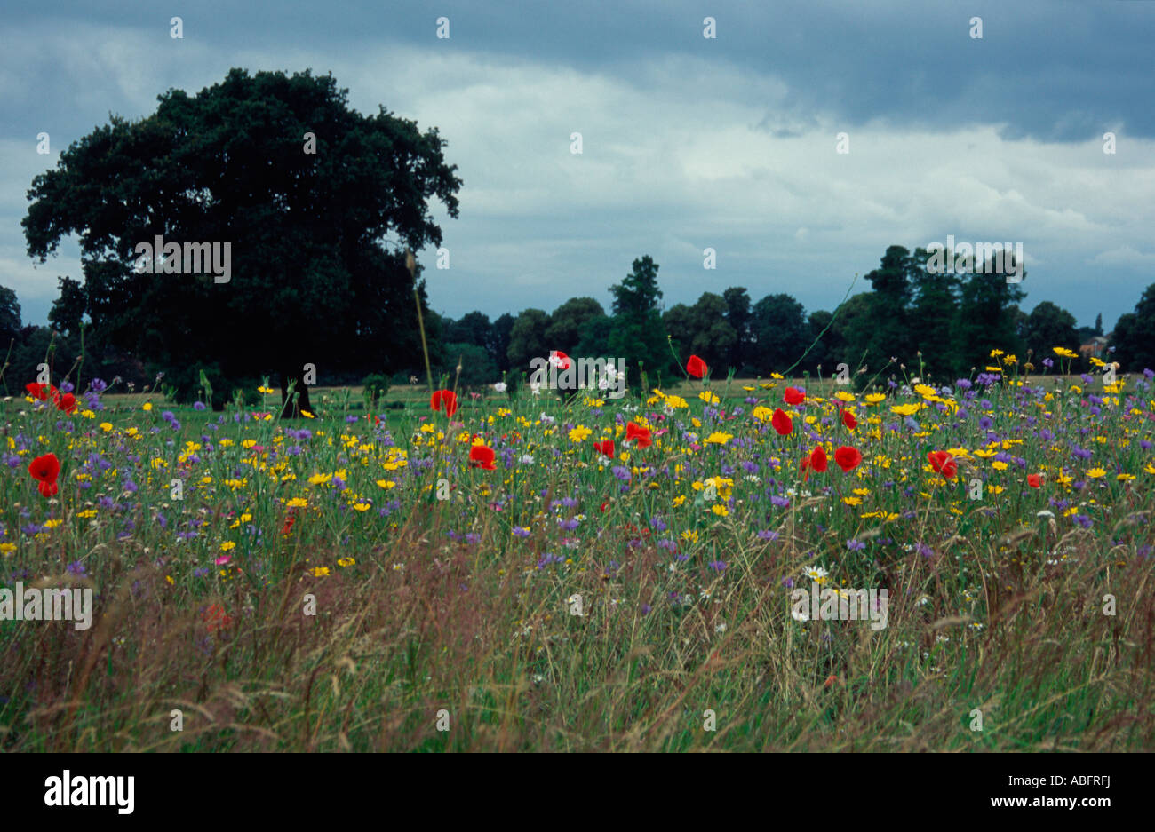 White field flowers cornflowers hi-res stock photography and images - Alamy