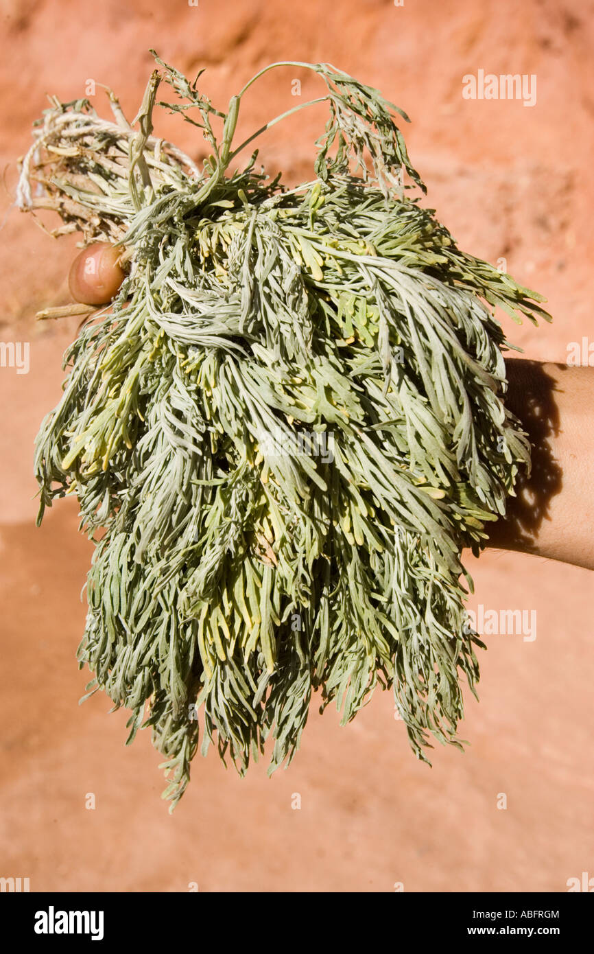 Absinthe or wormwood plant for making Moroccan chiba an absinthe tea ...