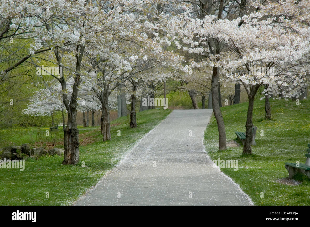 Smell Pathway High Resolution Stock Photography and Images - Alamy