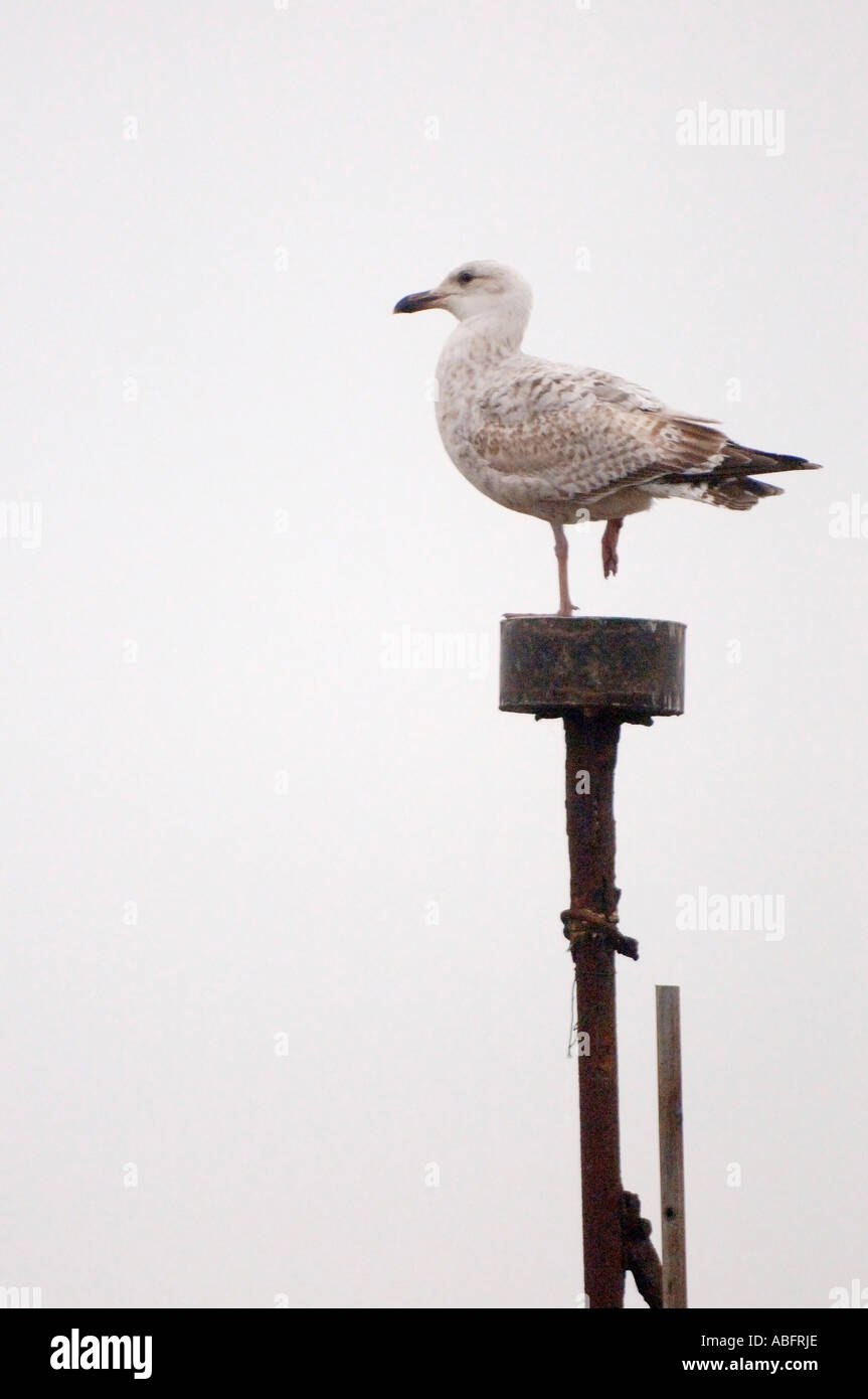 Bird resting on one leg hi-res stock photography and images - Alamy