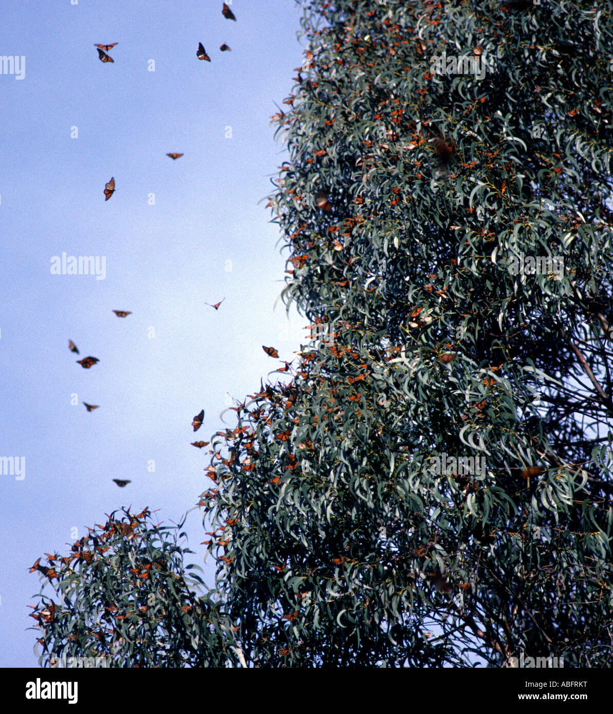 Winter migration of monarchs hi-res stock photography and images - Alamy
