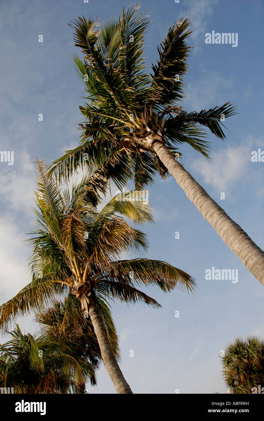 Looking up at palm trees Stock Photo - Alamy