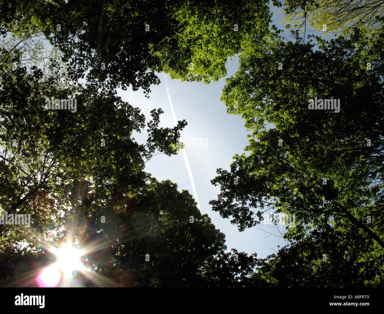 Trees canopy opening hi-res stock photography and images - Alamy