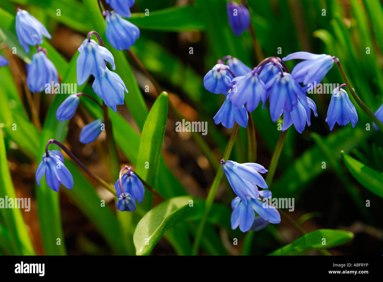 Siberian squil hi-res stock photography and images - Alamy