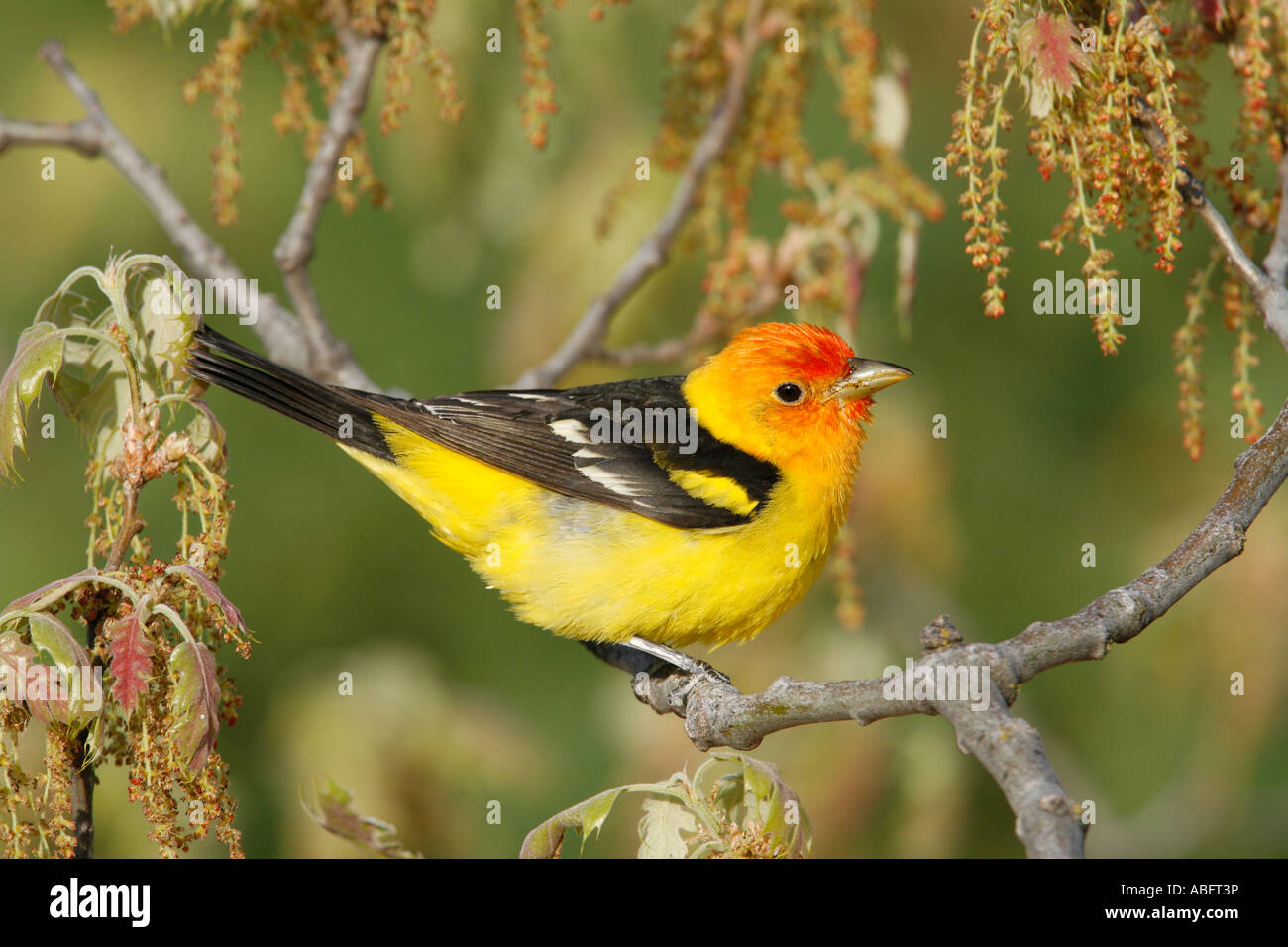 Western Tanager in Oak Tree Stock Photo - Alamy