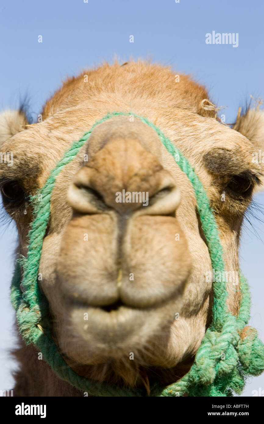 Camel with funny face hi-res stock photography and images - Alamy