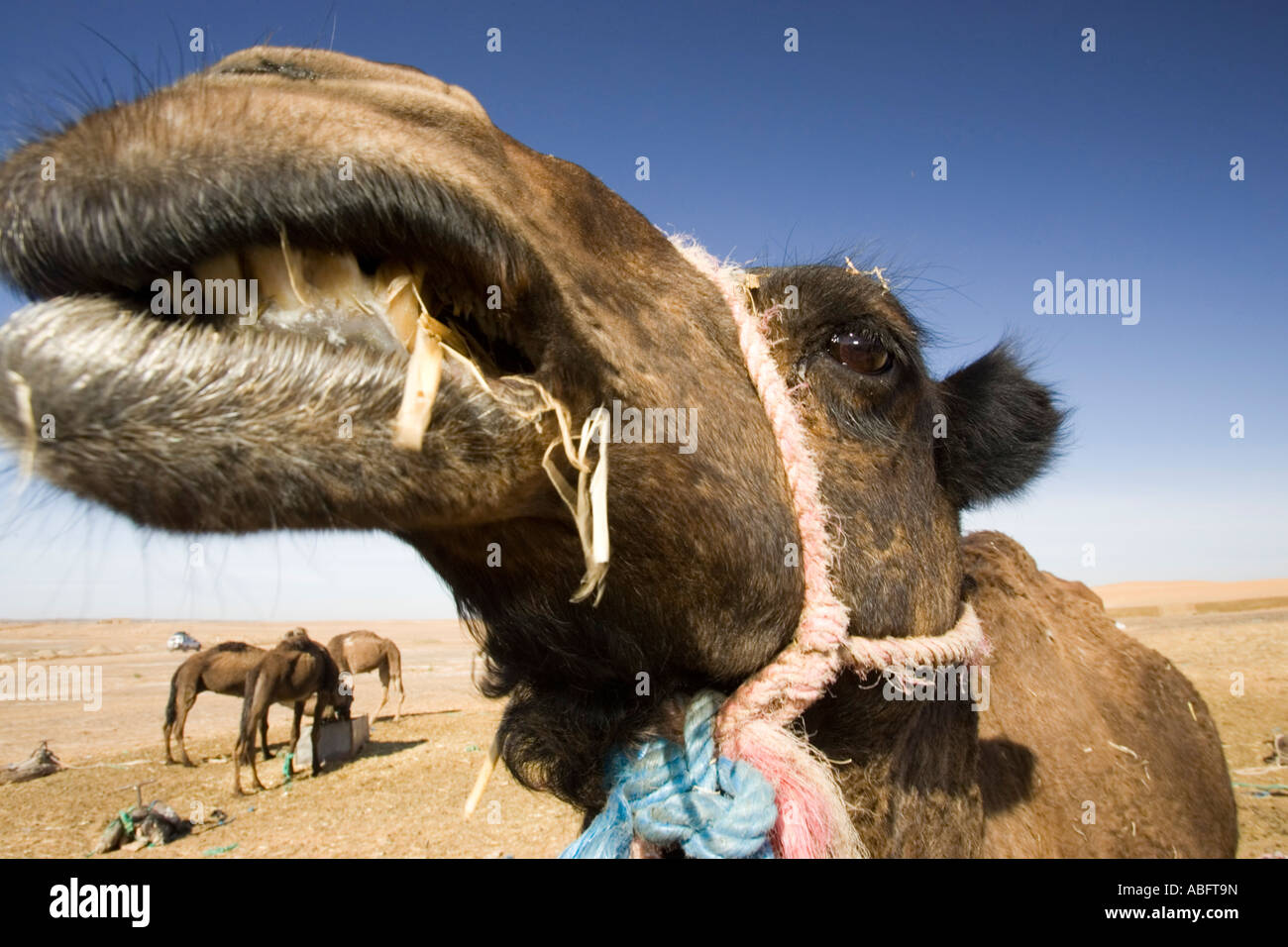 Camel makes funny face eating straw Erg Chebbi near Merzouga Morocco ...