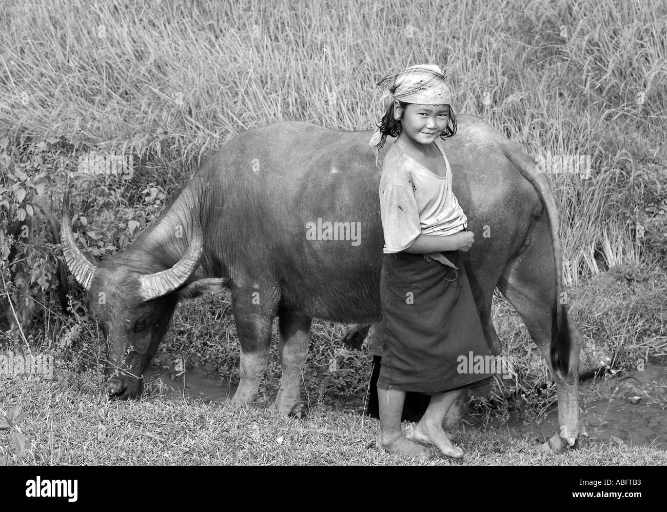 child and buffalo Vietnam Stock Photo - Alamy