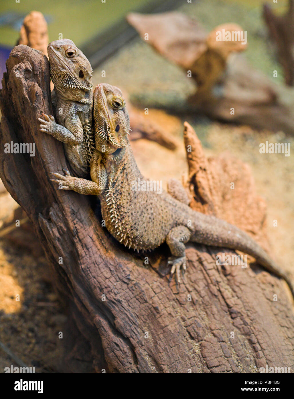 Stages of reproduction hi-res stock photography and images - Alamy