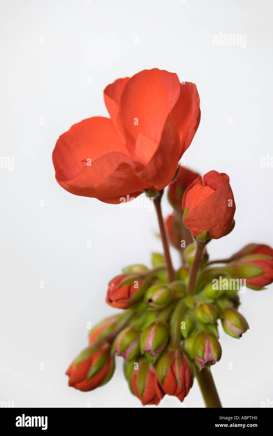 Single red flowr hi-res stock photography and images - Alamy