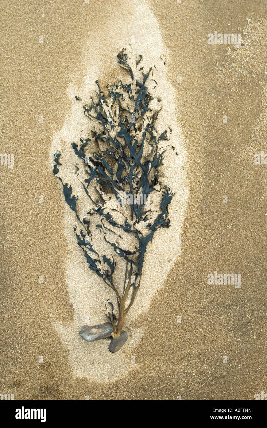 Seaweed looking like tree hi-res stock photography and images - Alamy