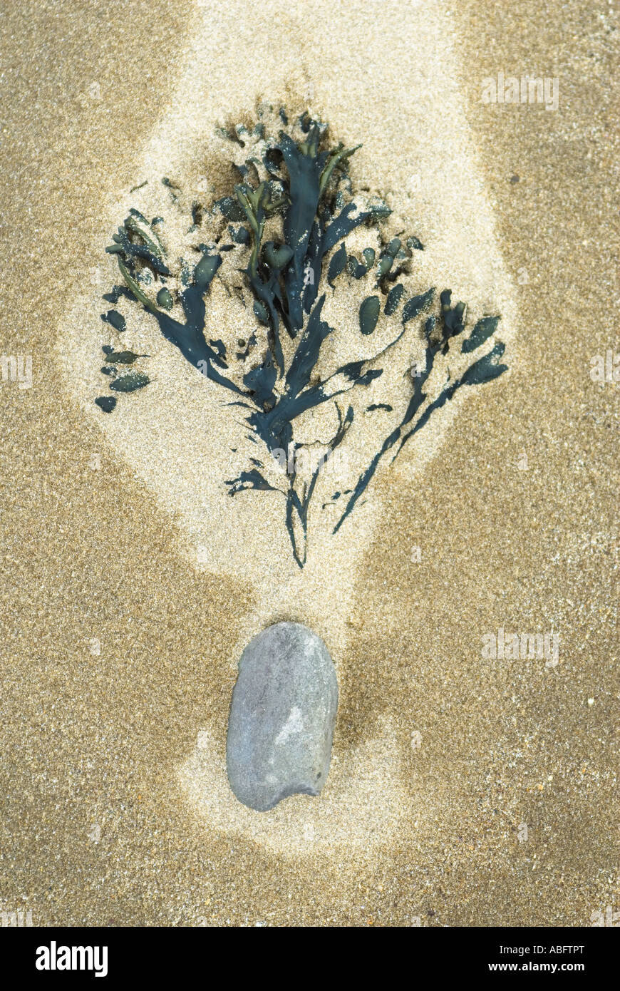 Seaweed looking like tree hi-res stock photography and images - Alamy