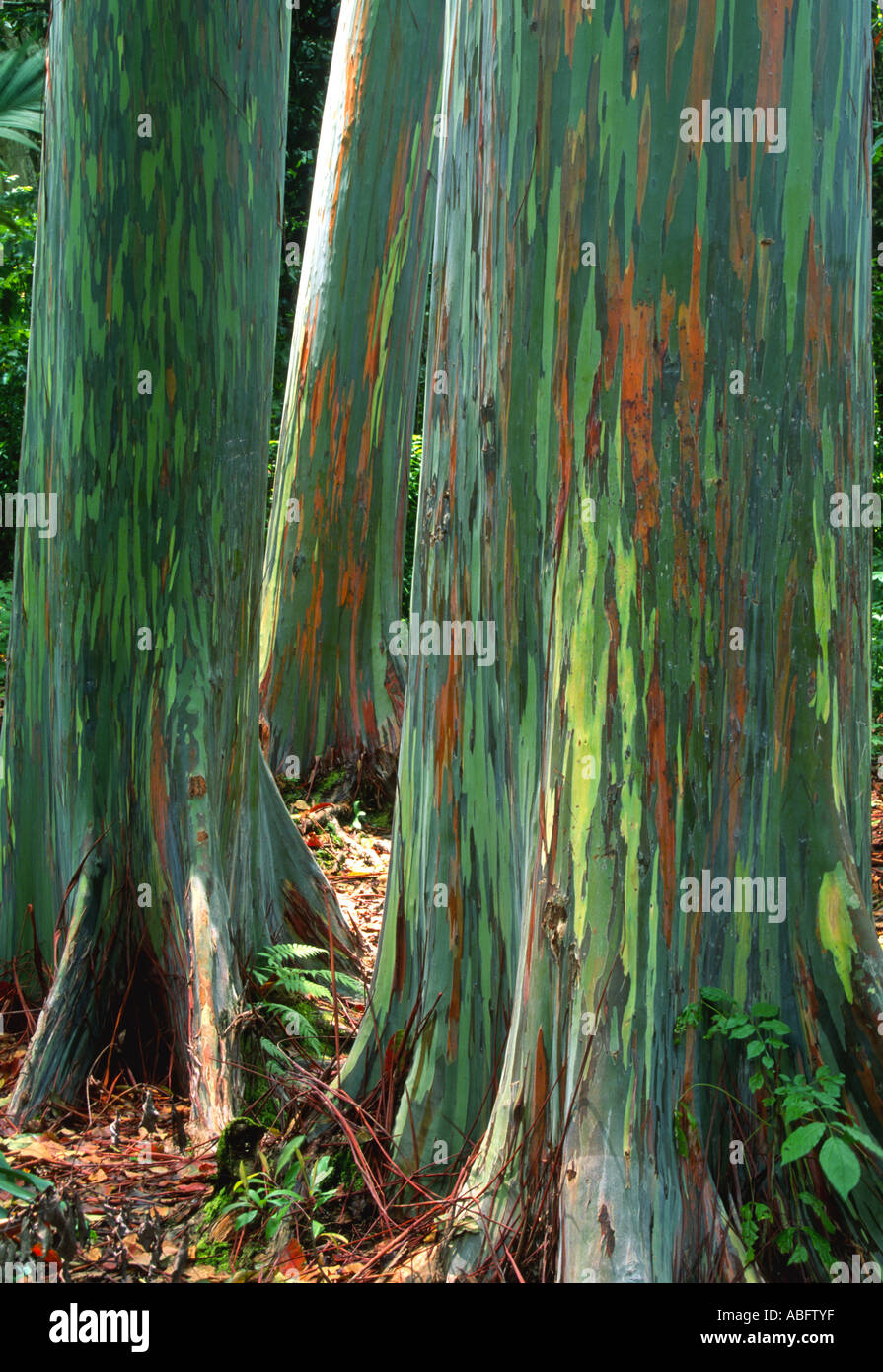 Eucalyptus deglupta is a tall tree, commonly known as the rainbow ...