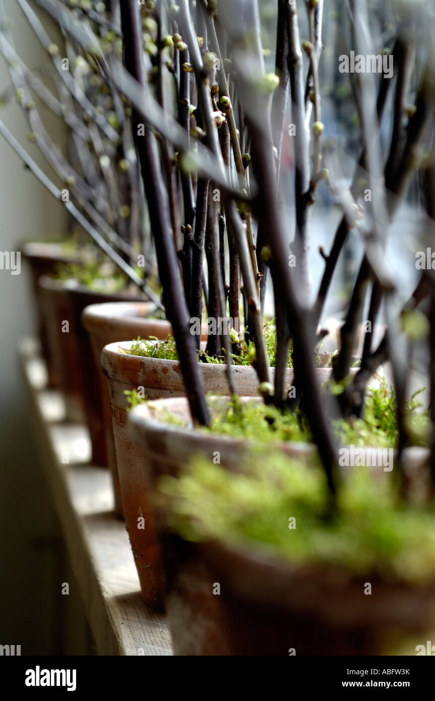 A row of plant pots planted with Prunus Stock Photo - Alamy