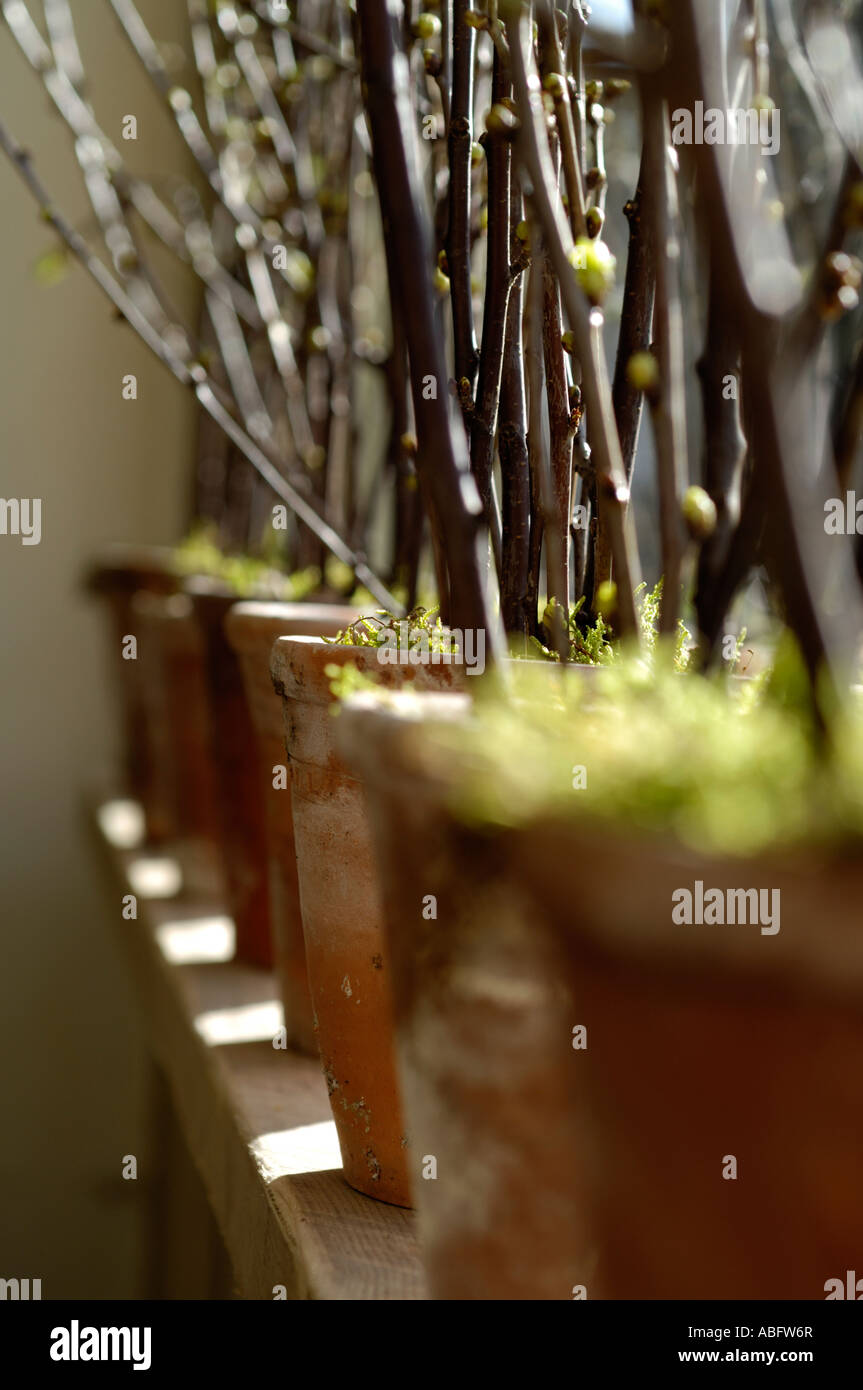 Prunus tree pot hi-res stock photography and images - Alamy