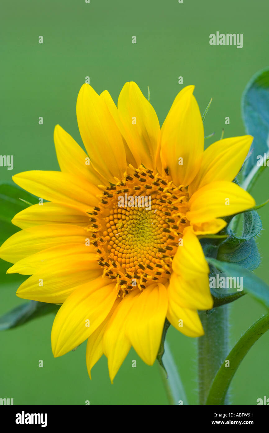Sunflower green background Stock Photo - Alamy