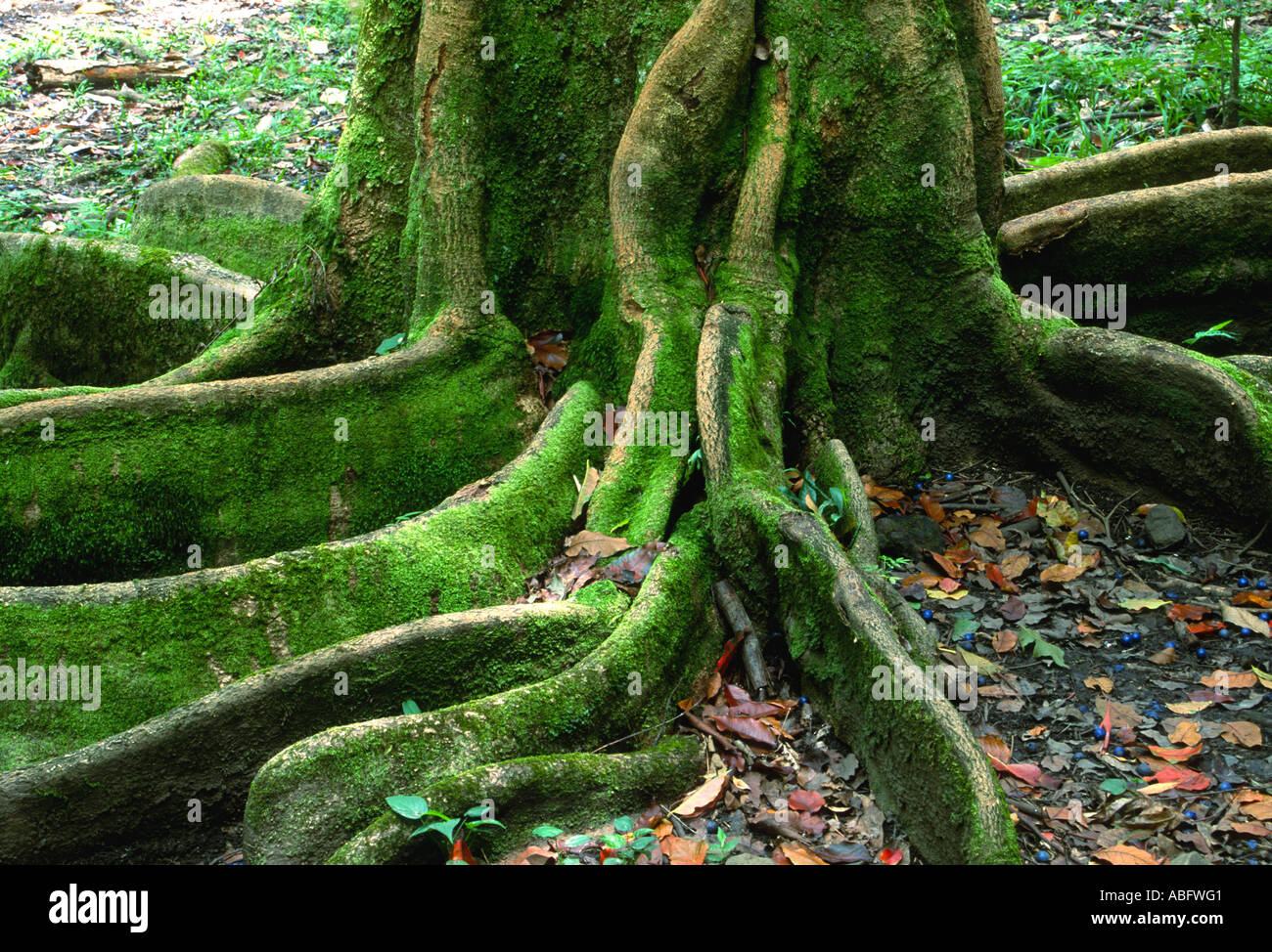 Pink poui hi-res stock photography and images - Alamy