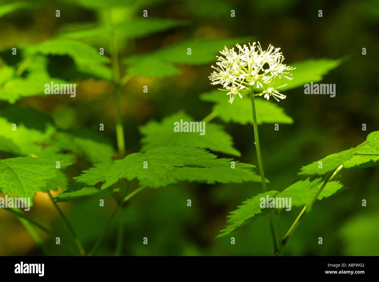 White baneberry hi-res stock photography and images - Alamy