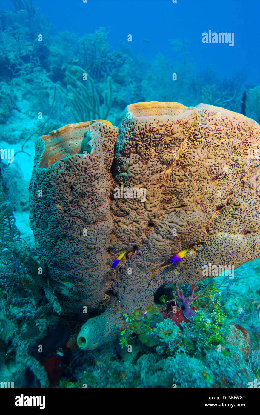 Bahama sponges hi-res stock photography and images - Alamy