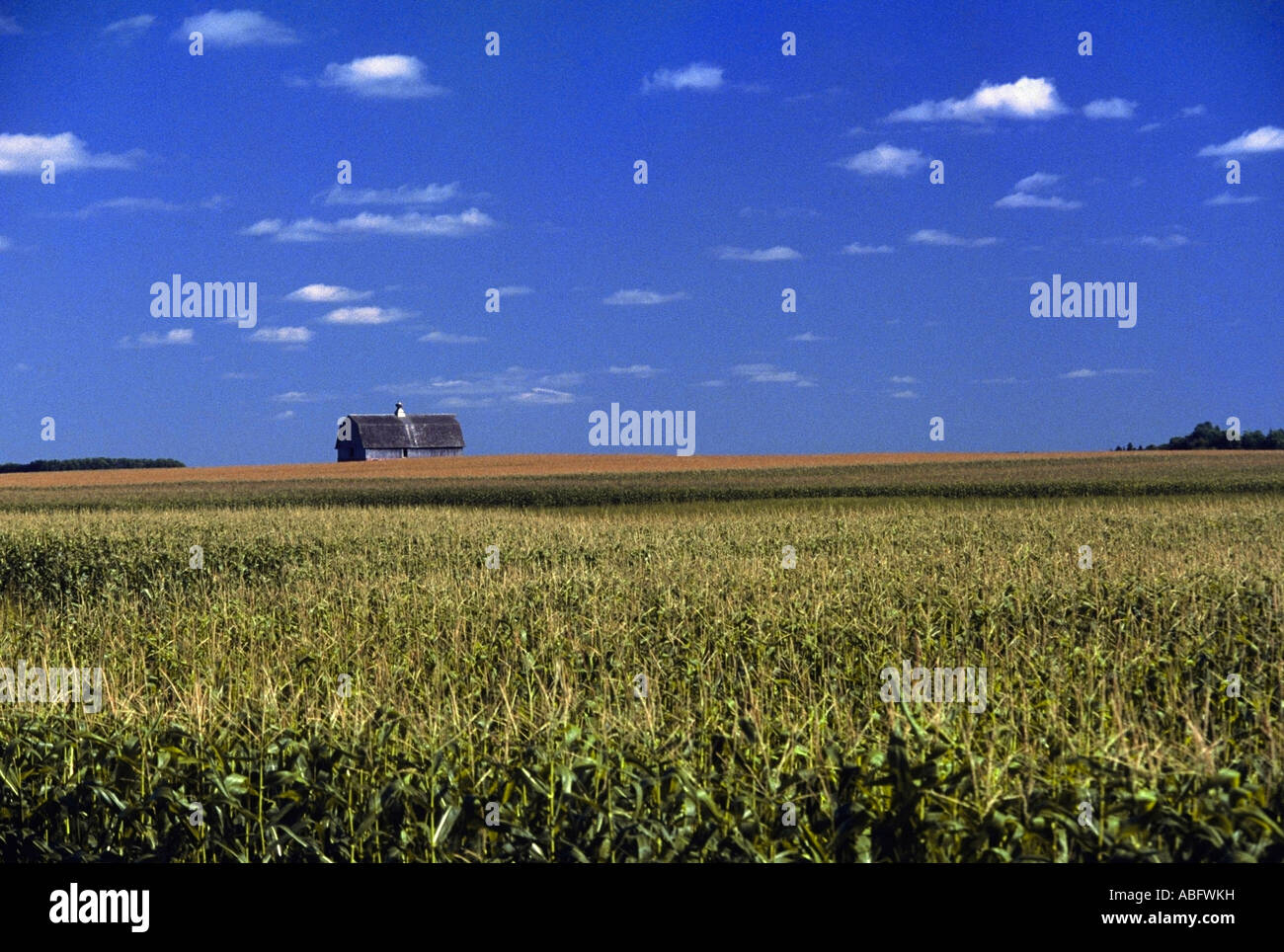 Corn field in Minnesota with rural ranch houses Stock Photo - Alamy