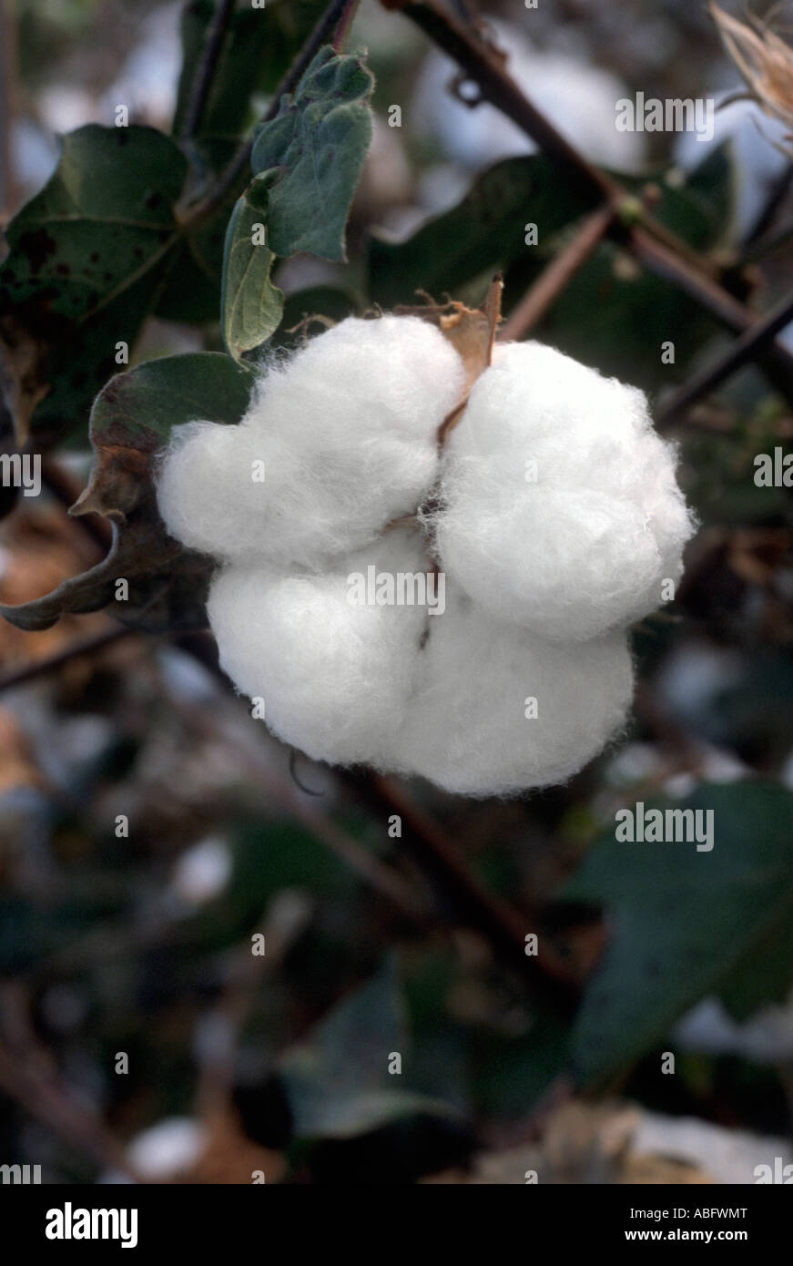 Boll weevil cotton hi-res stock photography and images - Alamy